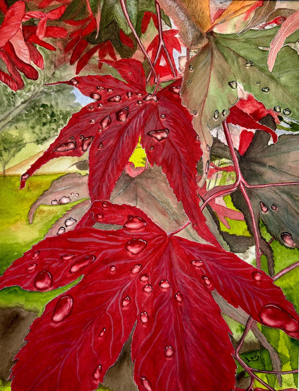 Maple Tree after the rain – Lori's Garden Watercolors